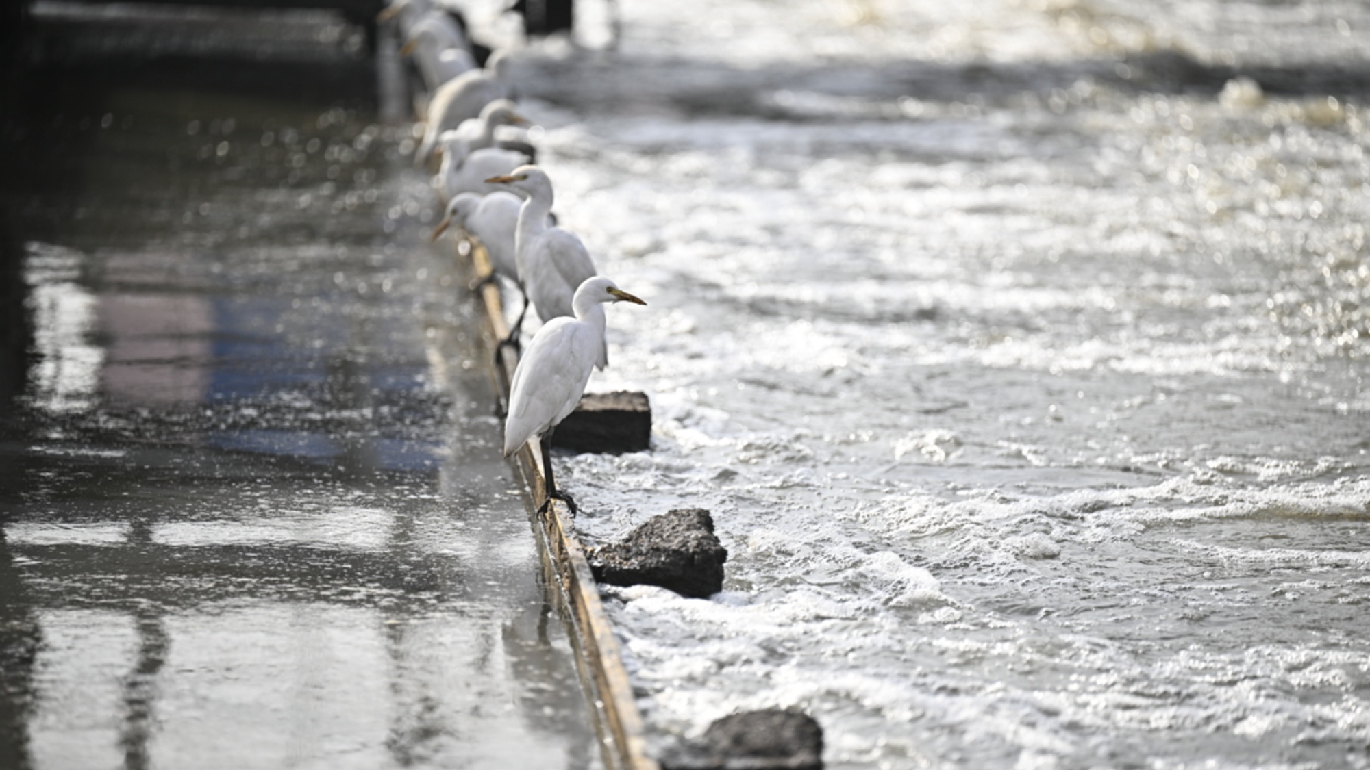 Biodiversity: SUEZ's commitments recognized by act4nature international ...